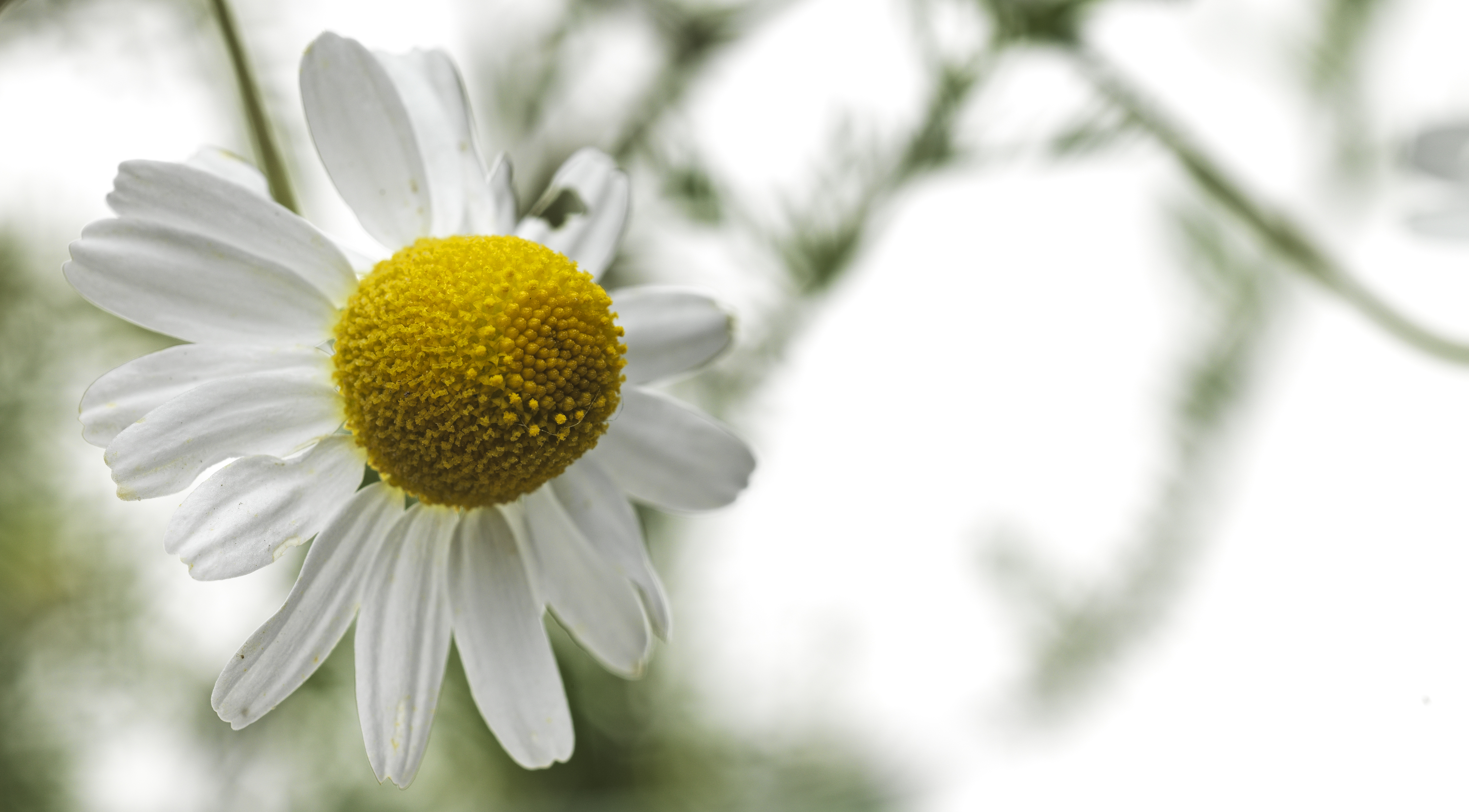 Vitaplant develops and produces plant raw material | Vitaplant